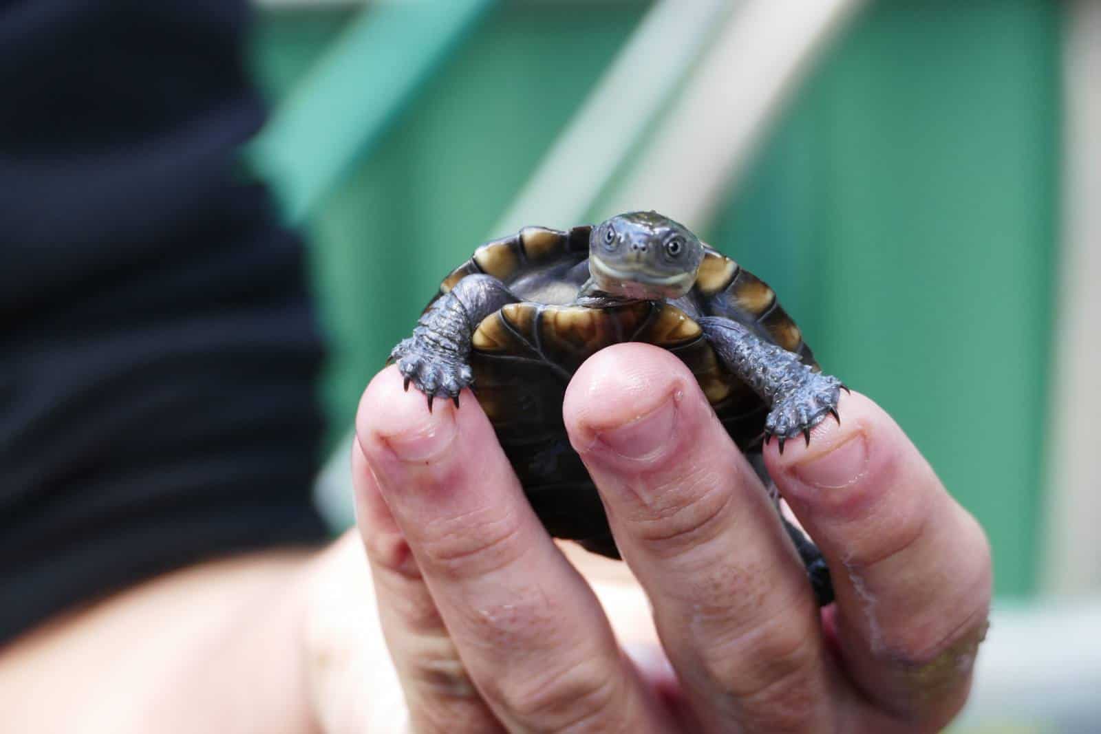Zoos SA celebrates nine-critically endangered Western Swamp Tortoises ...