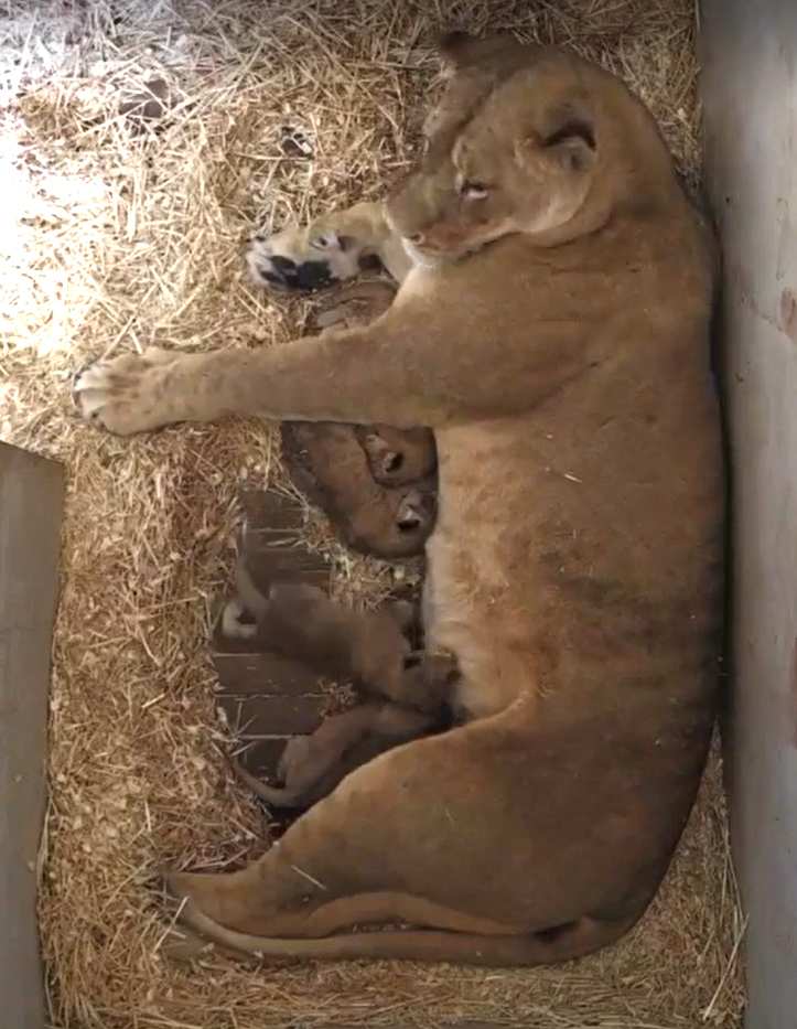 ROARSOME lion cubs - Zoos SA