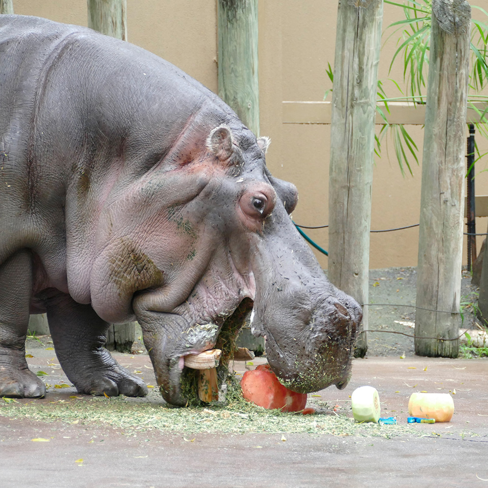 Remembering Brutus - Zoos SA
