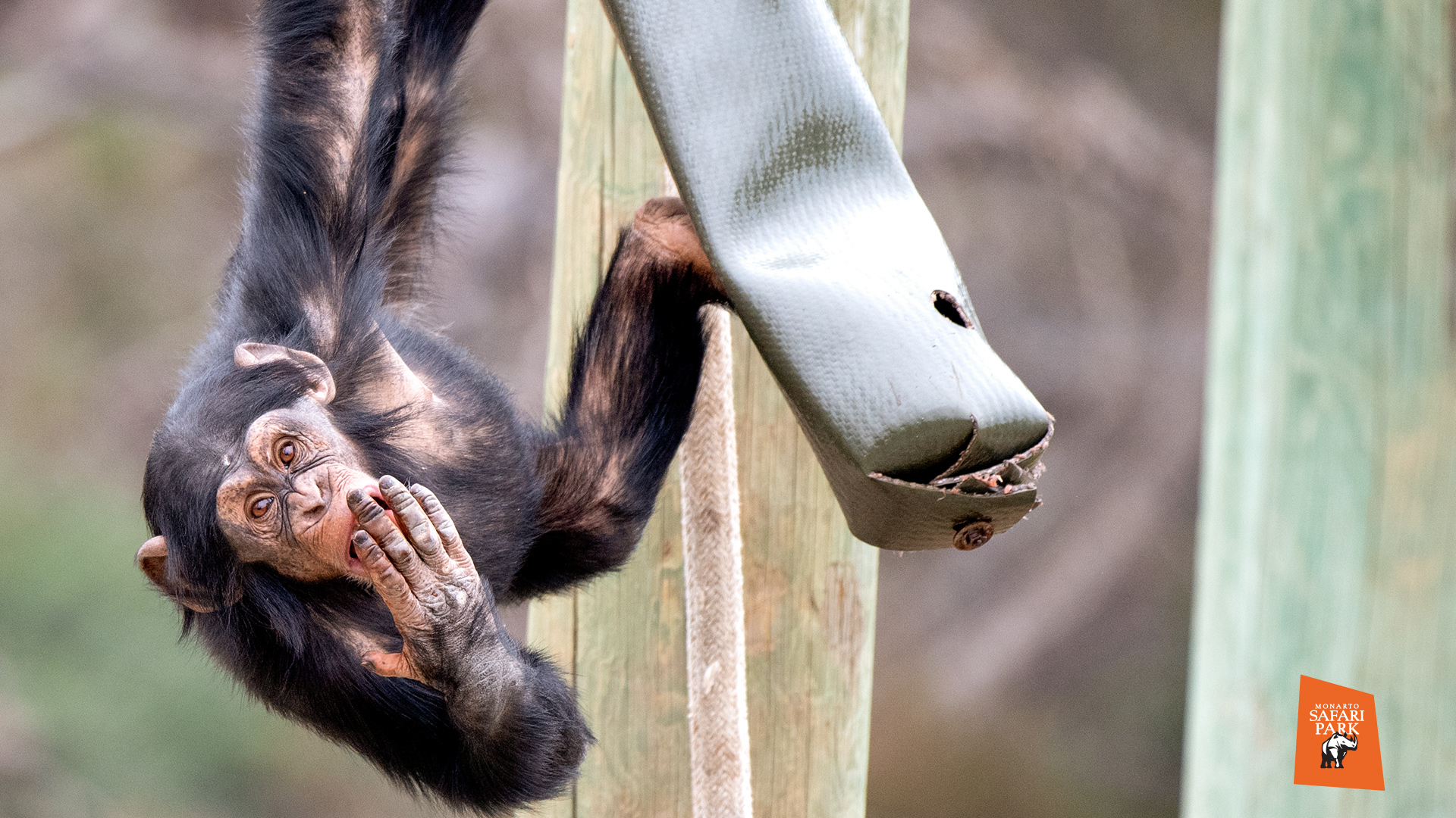 Animal backgrounds - Zoos SA