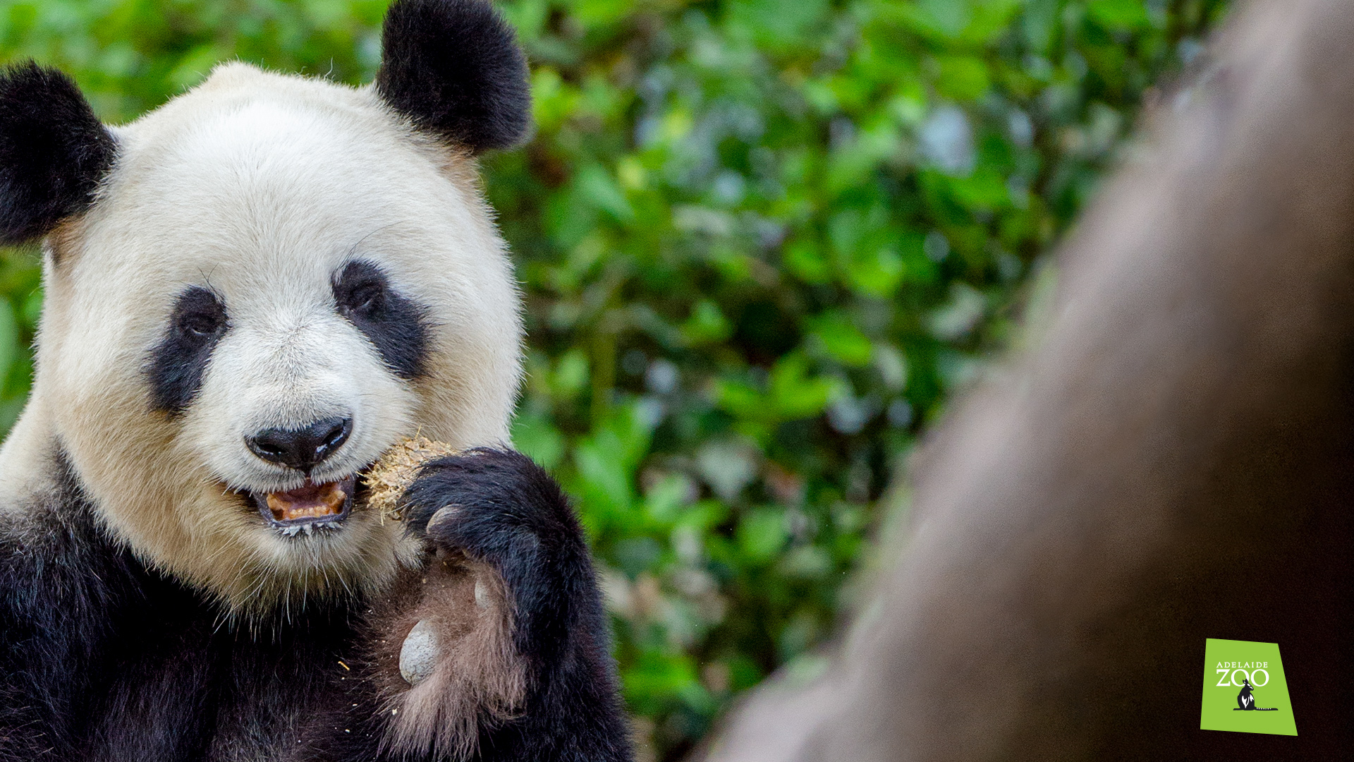 Animal backgrounds - Zoos SA