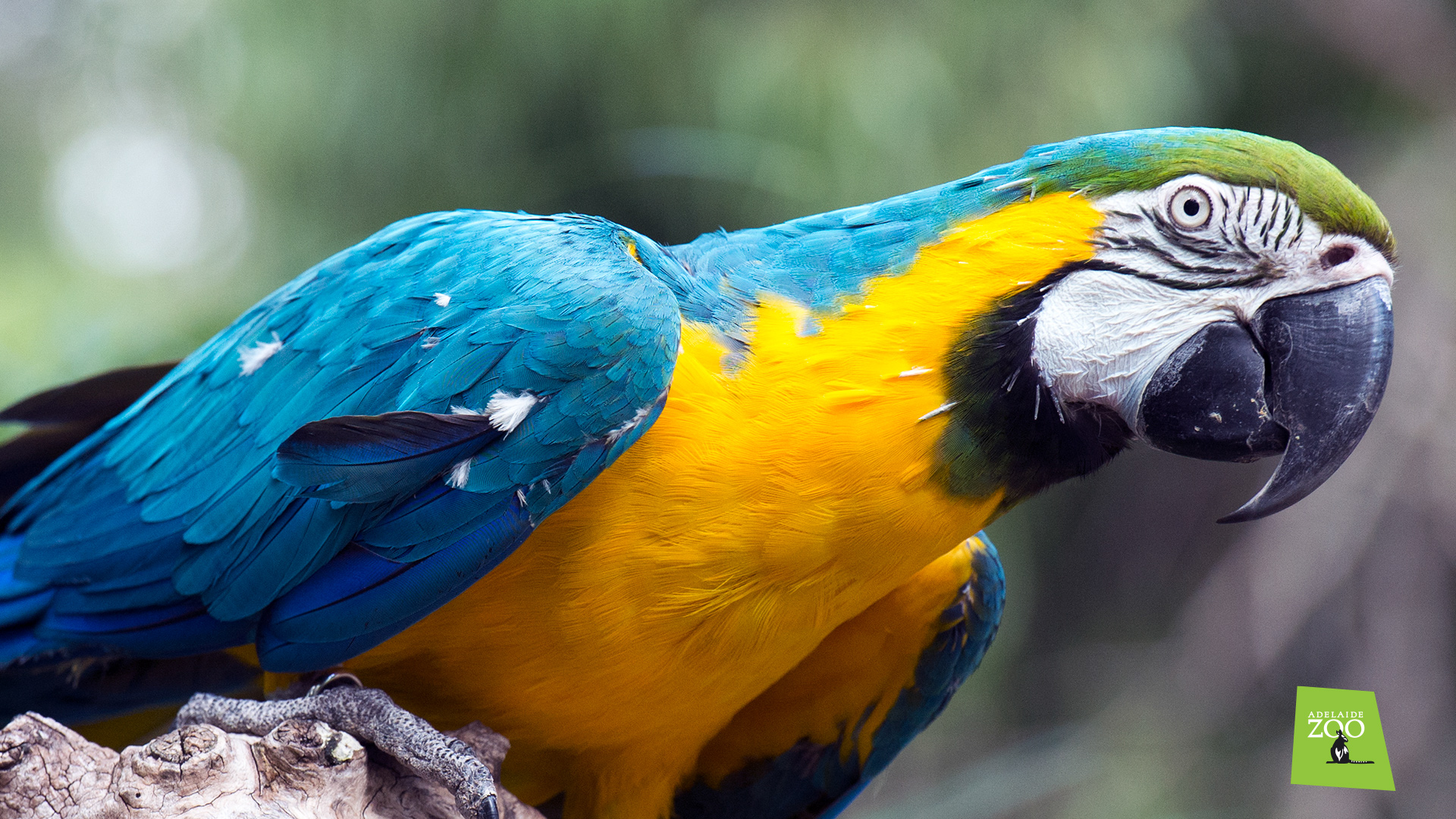 Animal backgrounds - Zoos SA