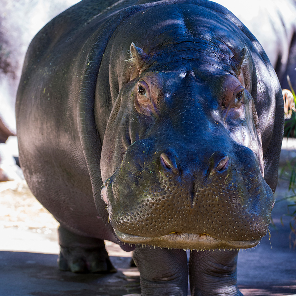 Remembering Brutus - Zoos SA