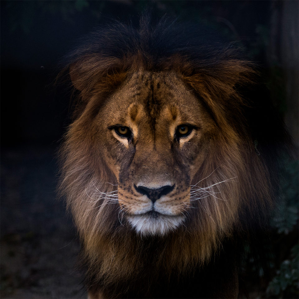 ZooSnooze overnight program - Zoos SA