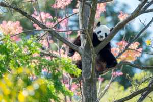 Discounts on Animal Experiences - Zoos SA