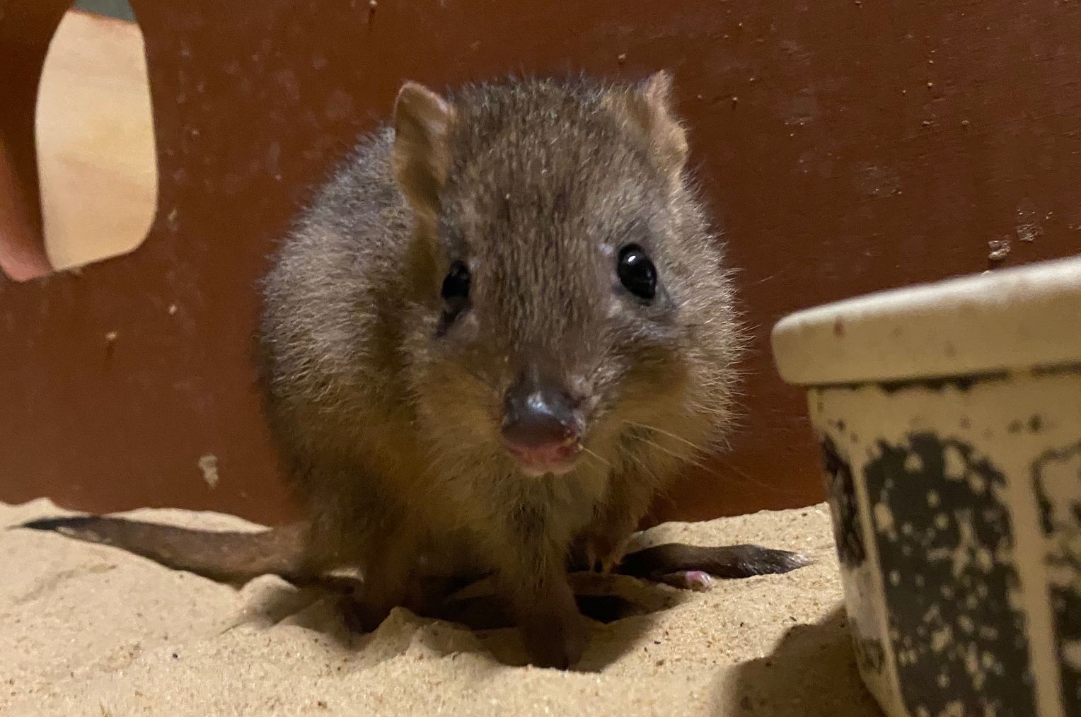 He's one Lucky Boy: meet the little Warru with a lot of bottle