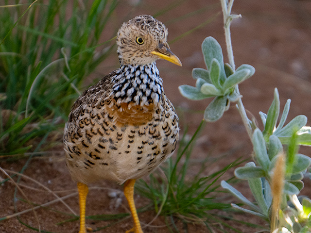 Saving species is at the heart of what we do - Zoos SA