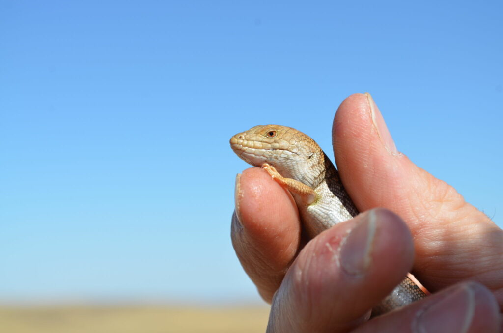 In praise of the little lizard: Pygmy Bluetongue Lizard - Zoos SA