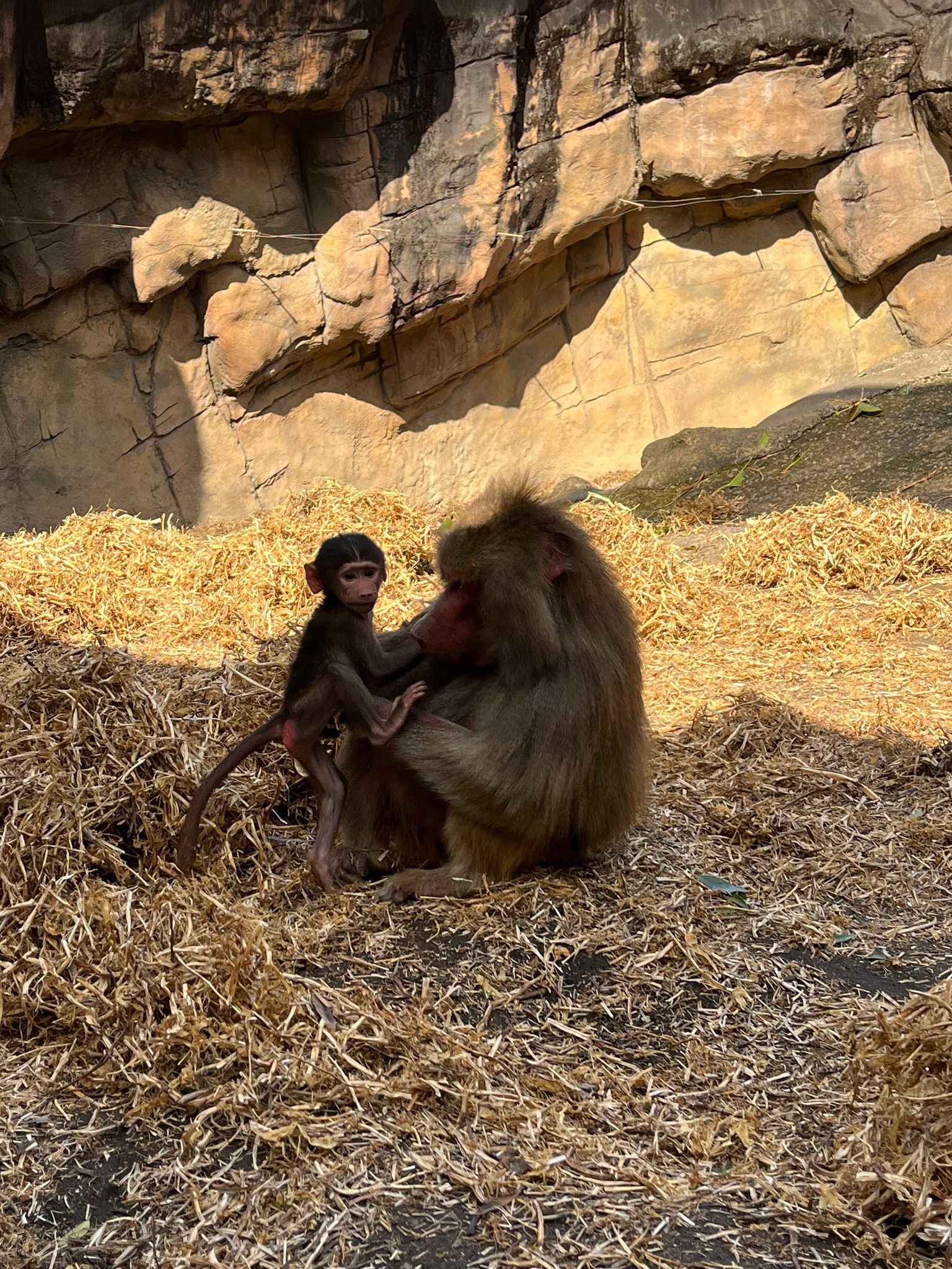 Ba-boom! Spring has sprung at Zoos SA - Zoos SA