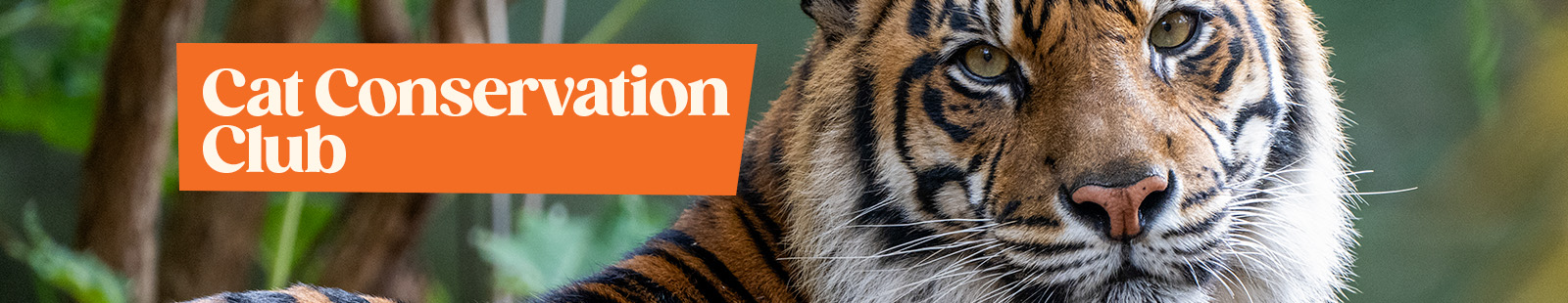 Join the Cat Conservation Club - Zoos SA