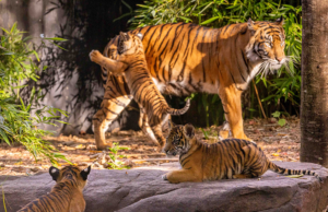 Meet the Tiger cubs at Adelaide Zoo - Zoos SA