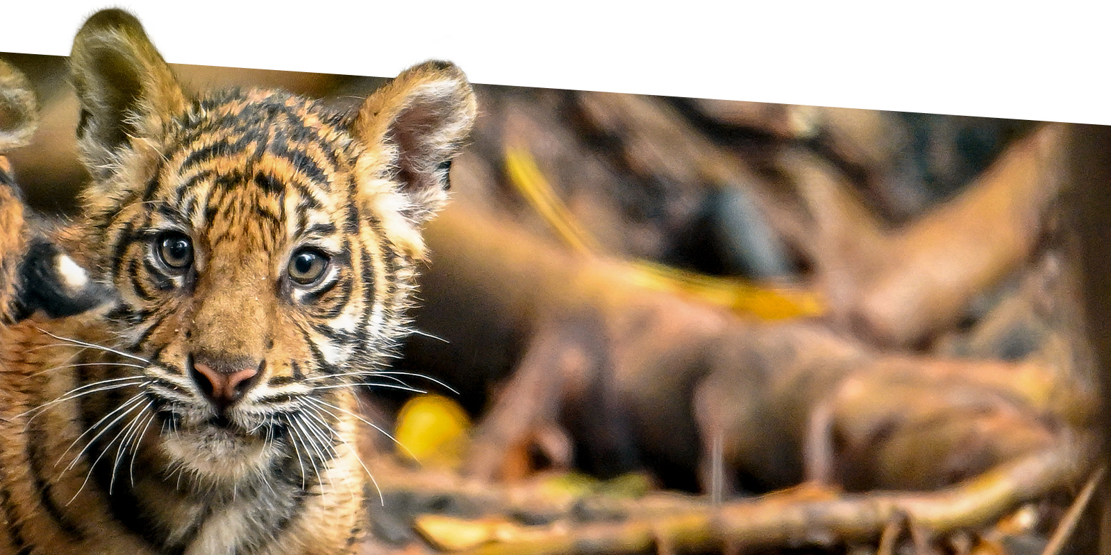 Zoo Learning - Education for life at Adelaide Zoo and Monarto Safari Park