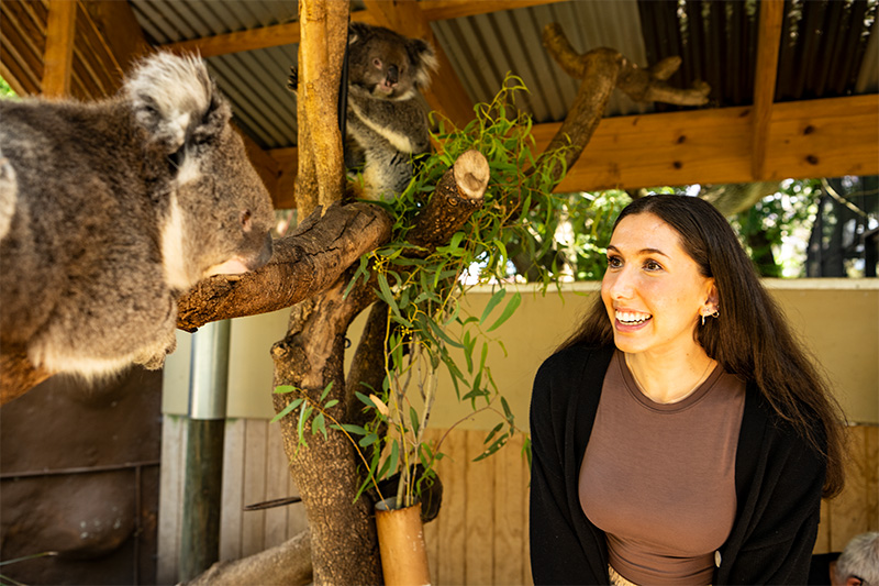 Win a Koala Encounter - Zoos SA