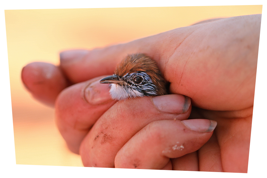 Support Zoos SA and help us save the endangered Mallee Emu-wren