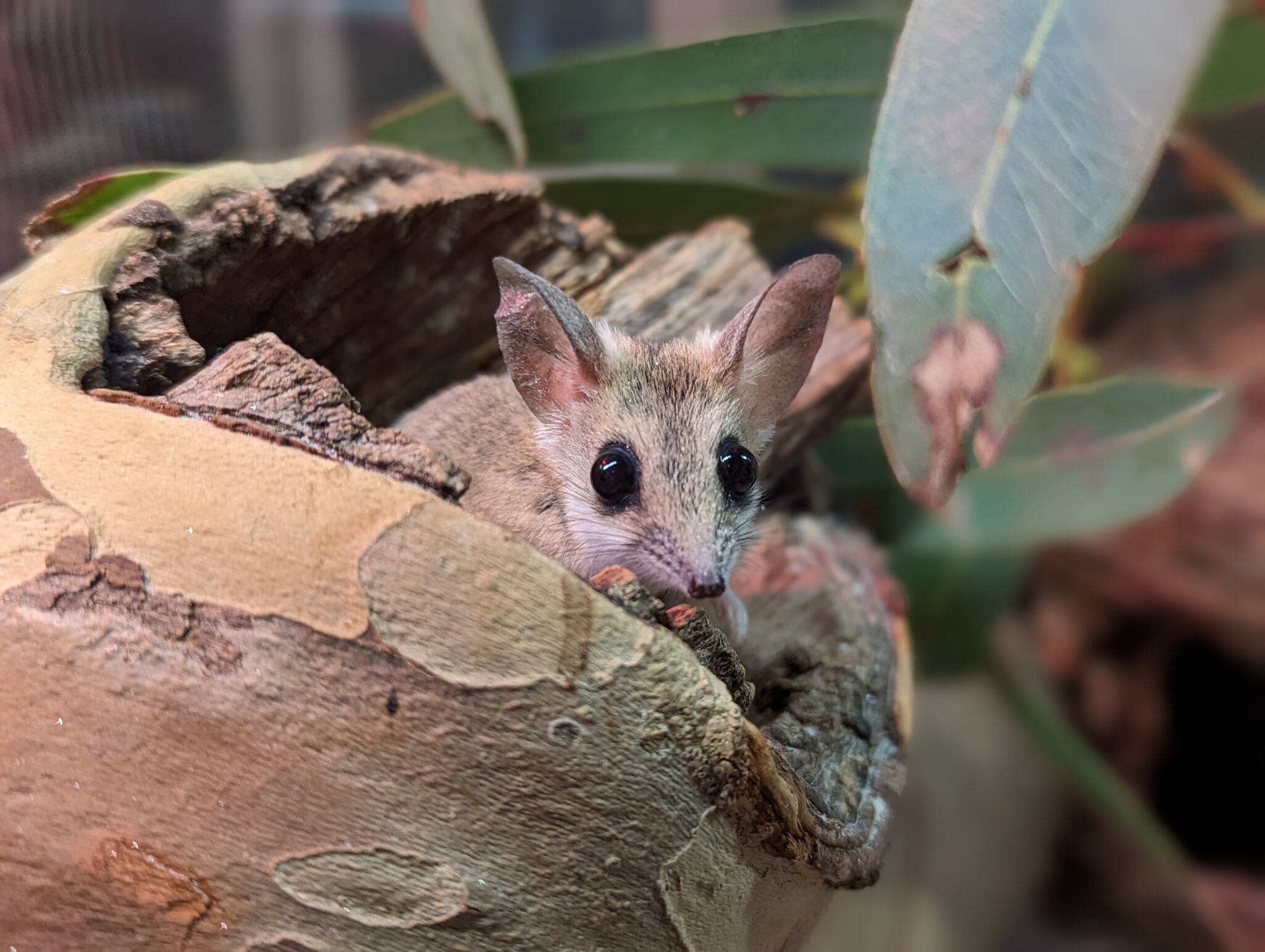 The Fat-Tailed Dunnart: Nature’s Tiny Survivor of Australia’s Harsh ...