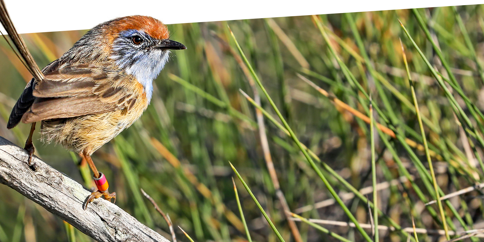 Zoo Learning - Education for life at Adelaide Zoo and Monarto Safari Park