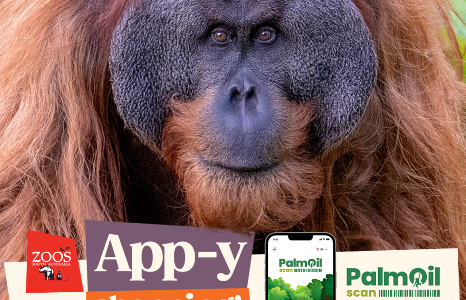 Save The Orangutans Palm Oil