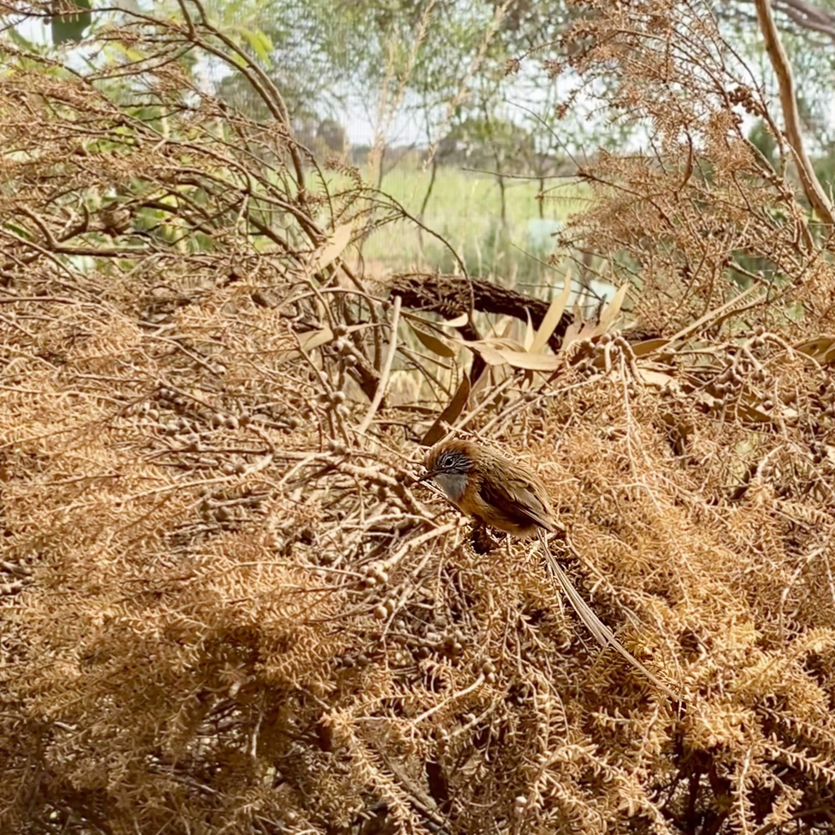 World First Milestone Sees Conservation Project Take Flight - Zoos SA