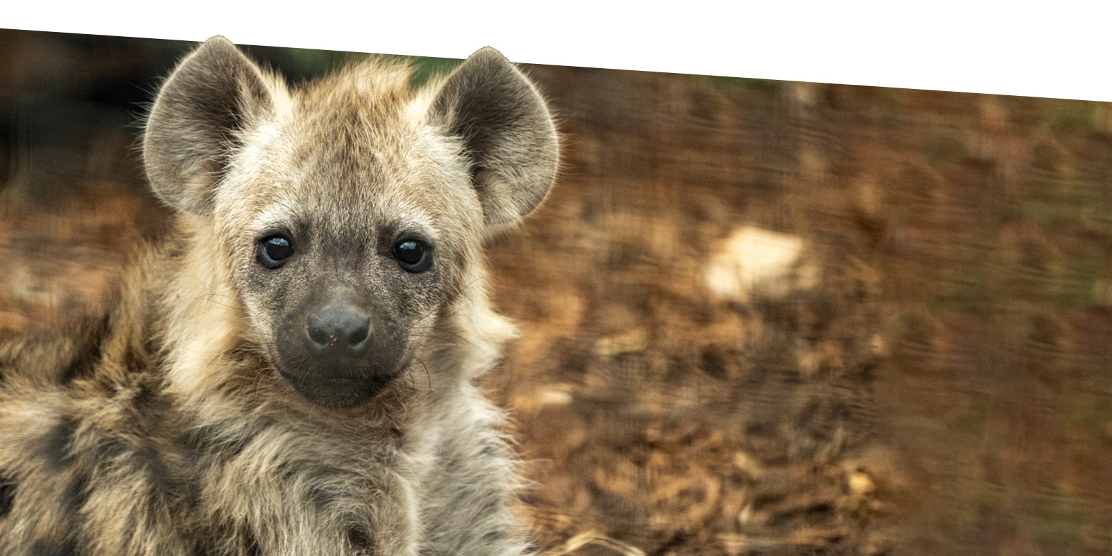 Zoo Learning - Education for life at Adelaide Zoo and Monarto Safari Park