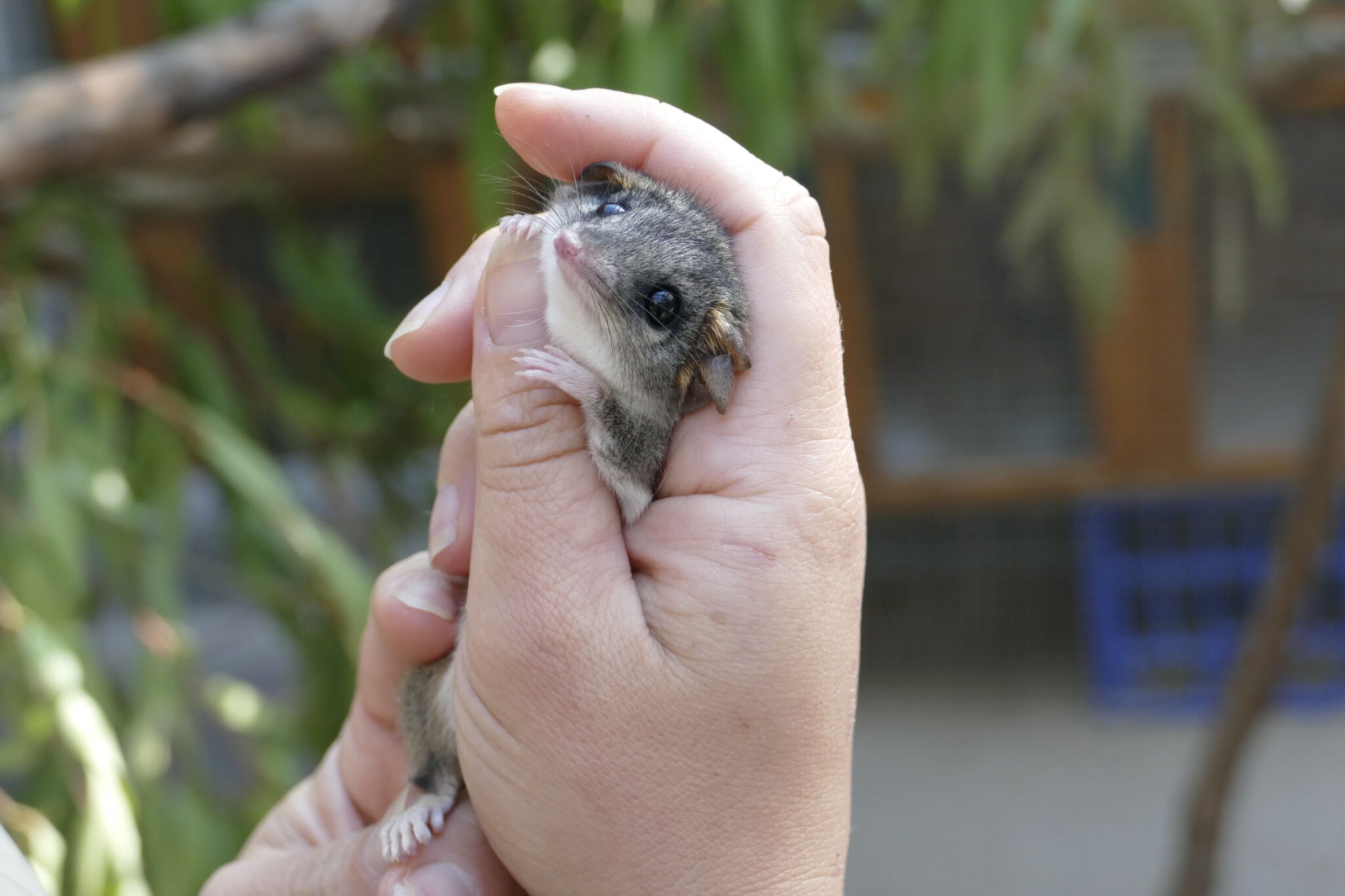 Pint-sized, carnivorous marsupial returned to NSW sanctuary - Zoos SA