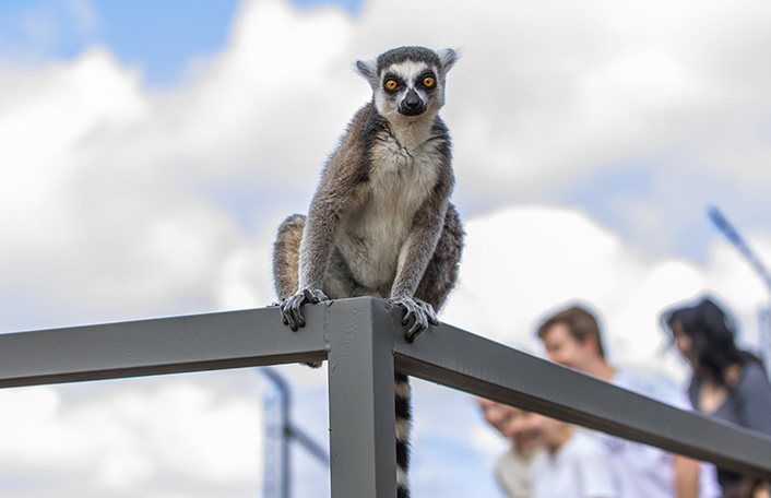 Discounts on Animal Experiences - Zoos SA