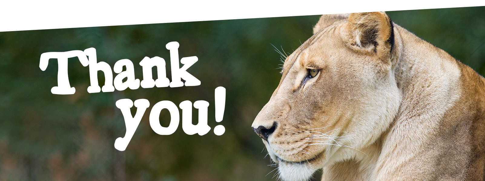 Meet our roarsome new lion cubs - Zoos SA