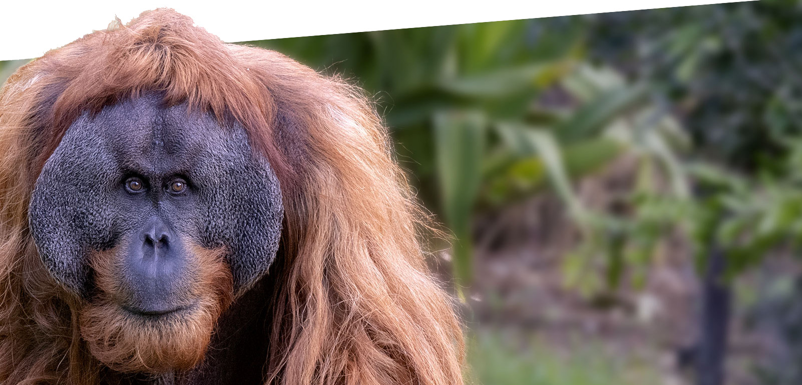 Zoo Learning - Education for life at Adelaide Zoo and Monarto Safari Park